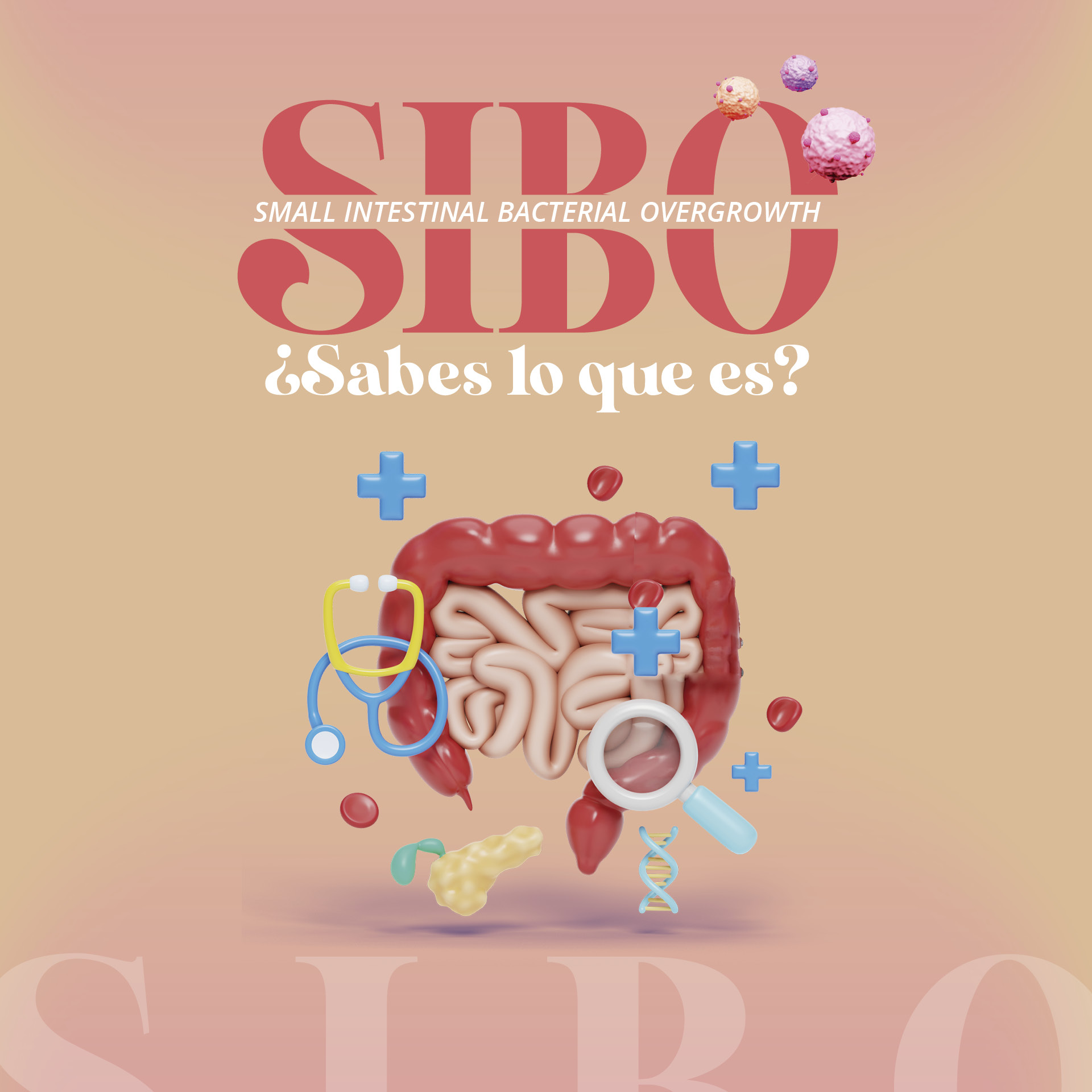 ¿Has oído hablar del SIBO?